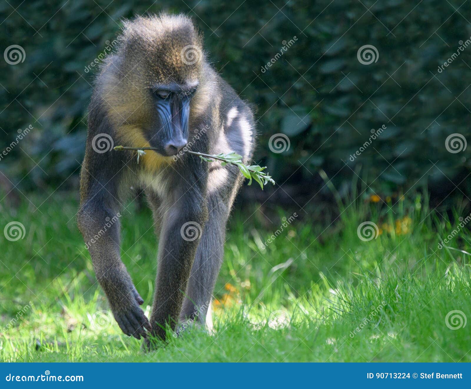 Mandrill stock photo. Image of woodland, colourful, walking - 90713224