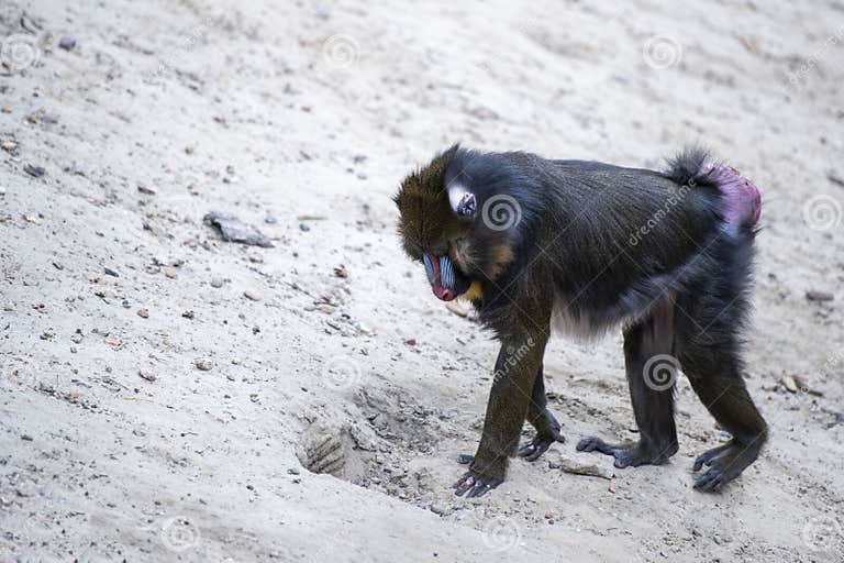Mandrill Walks on the Sand, Monkey Walks on the Sand Side View. Stock ...