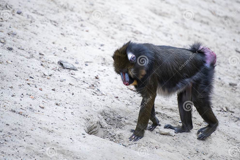 Mandrill Walks on the Sand, Monkey Walks on the Sand Side View. Stock ...
