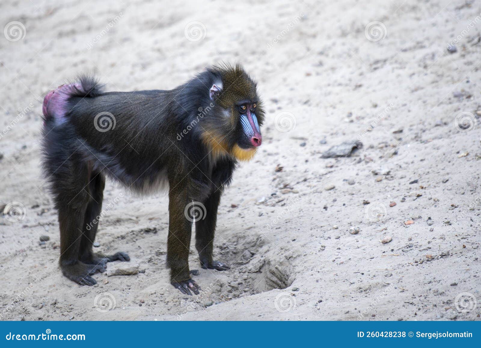 Mandrill Walks on the Sand, Monkey Walks on the Sand Side View. Stock ...