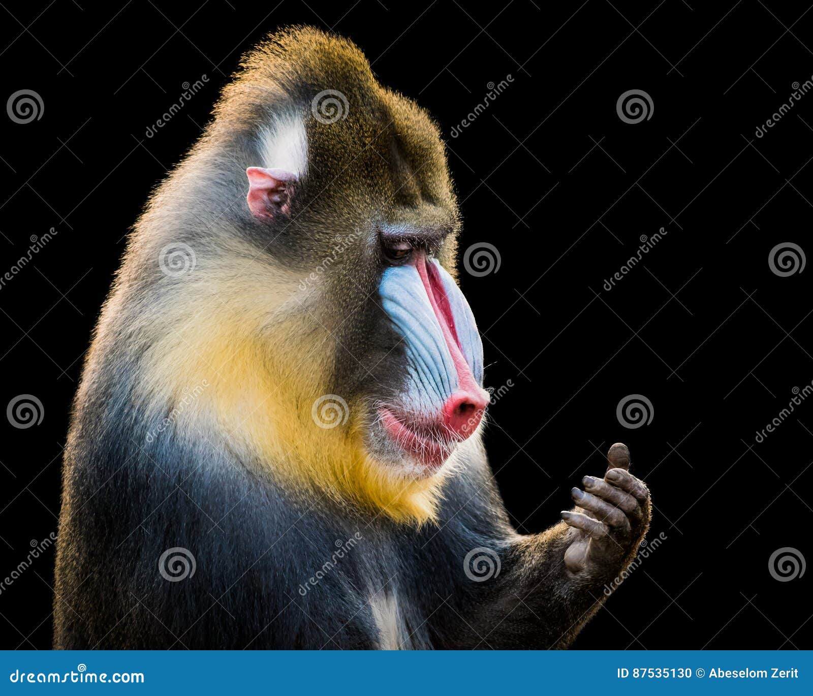 Mandrill XIV stock photo. Image of world, black, primate - 87535130