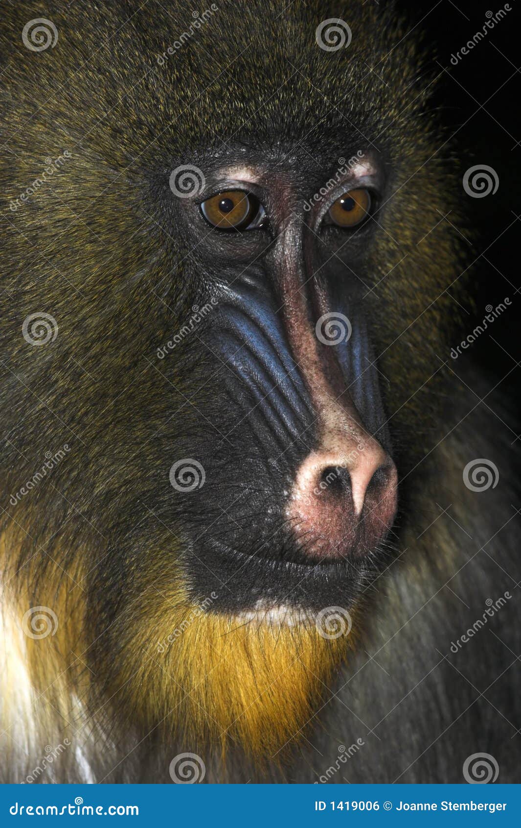 Mandrill- Young Alpha Male stock photo. Image of nose - 1419006