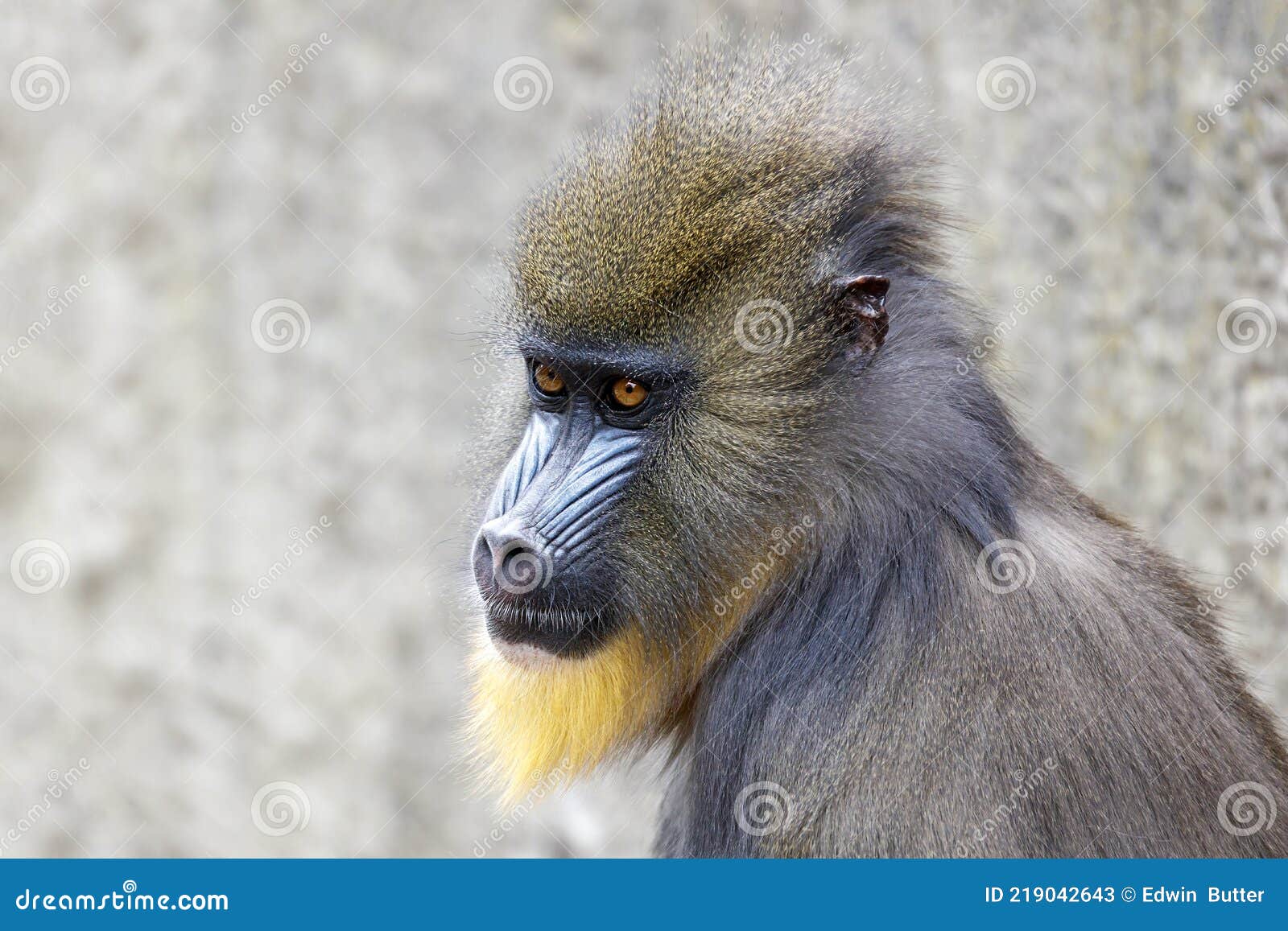 Mandrill- Young Alpha Male Stock Photo | CartoonDealer.com #1419006