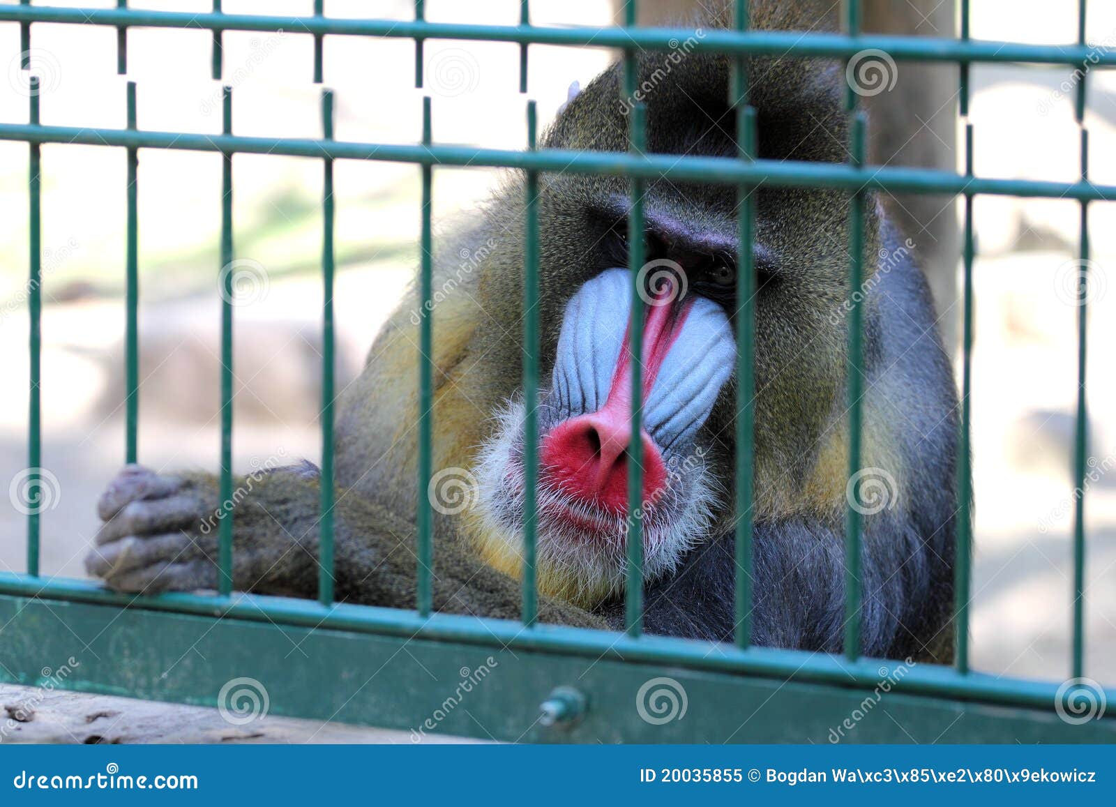 Mandrill in zoo cage stock image. Image of beard, africa - 20035855