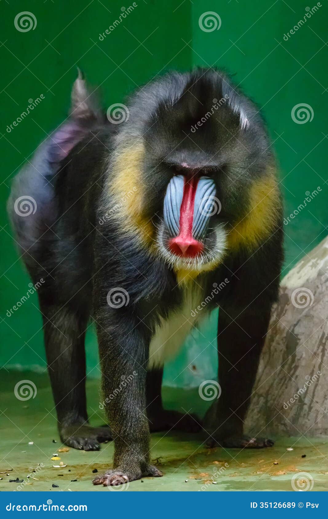 Mandrillo maschio immagine stock. Immagine di singolo - 35126689