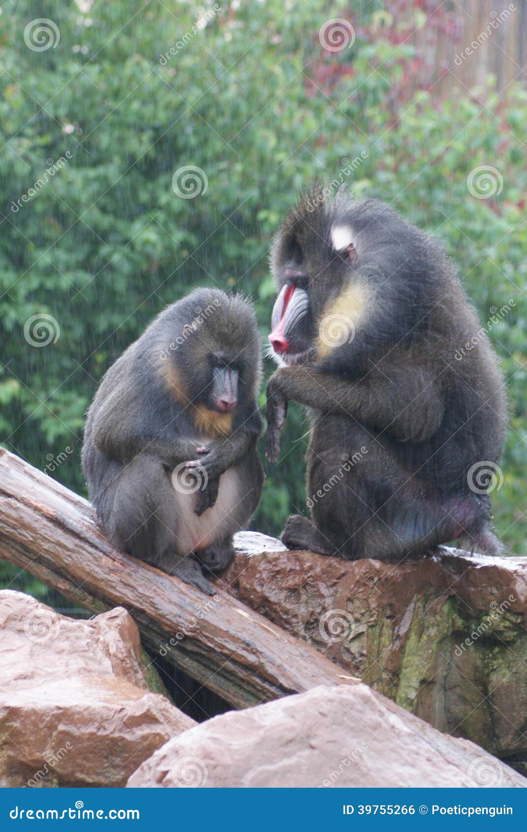 Mandrillo - Sfinge Di Mandrillo Fotografia Stock - Immagine di ...