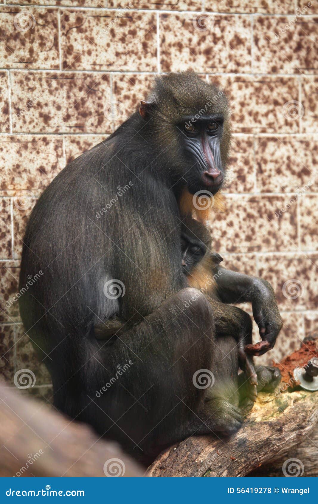 Mandrillo (sfinge Di Mandrillo) Fotografia Stock - Immagine di gabone ...