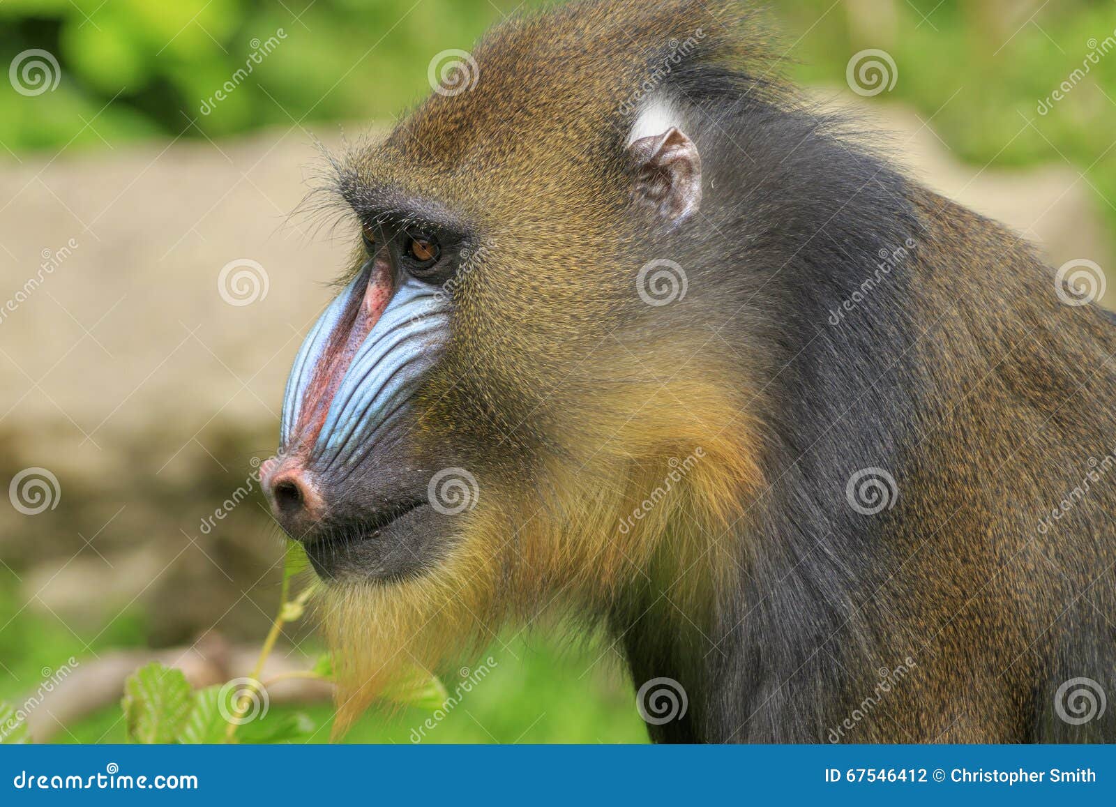 Mandrillo (sfinge Di Mandrillo) Fotografia Stock - Immagine di ...