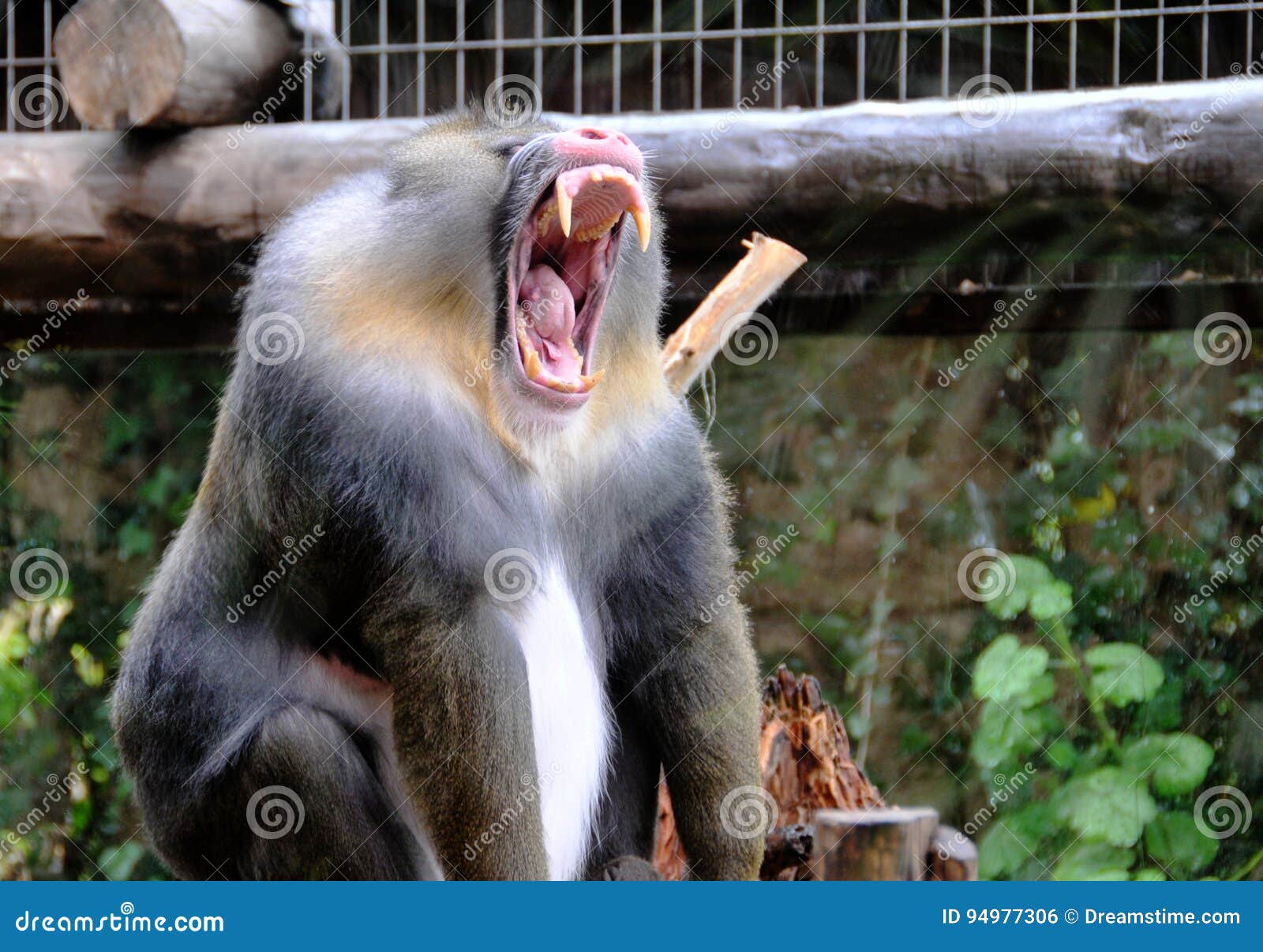 Mandrillus stock photo. Image of sphinx, primates, mandrill - 94977306