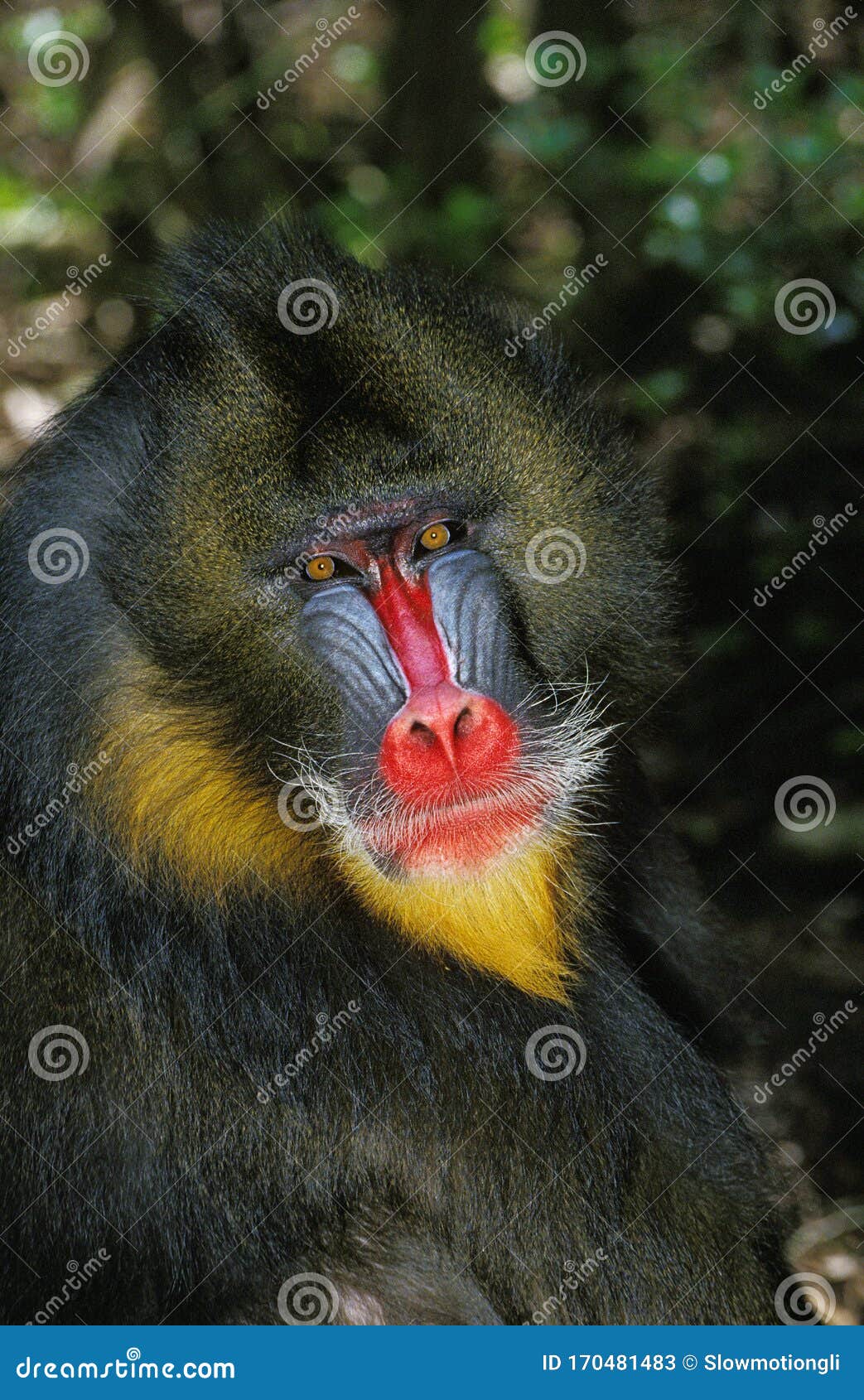 Mandrillus sphinx imagen de archivo. Imagen de individual - 170481483