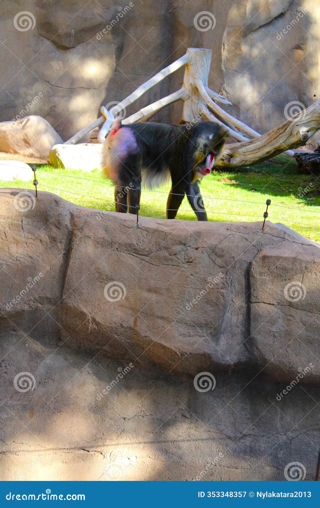 Mandrillus Sphinx, Simia Sphinx, Baboon, Standing by a Boulder Looking ...