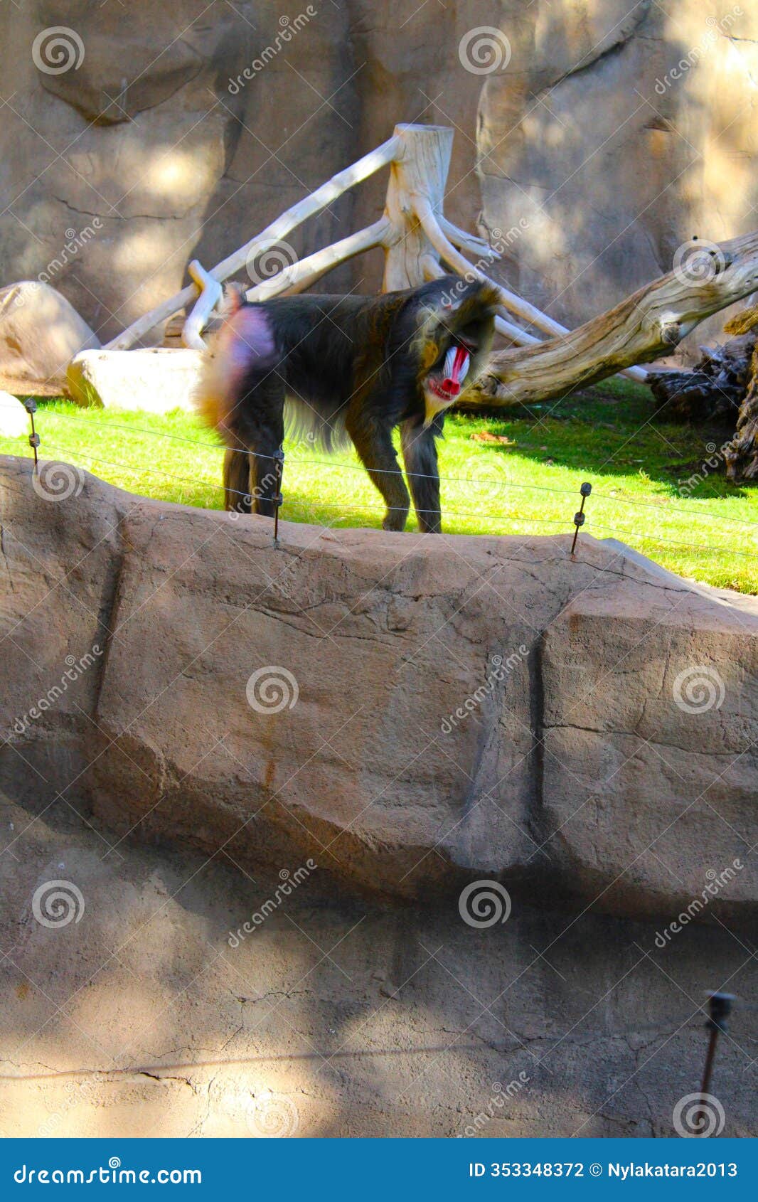 Mandrillus Sphinx, Simia Sphinx, Baboon, Standing by a Boulder Looking ...