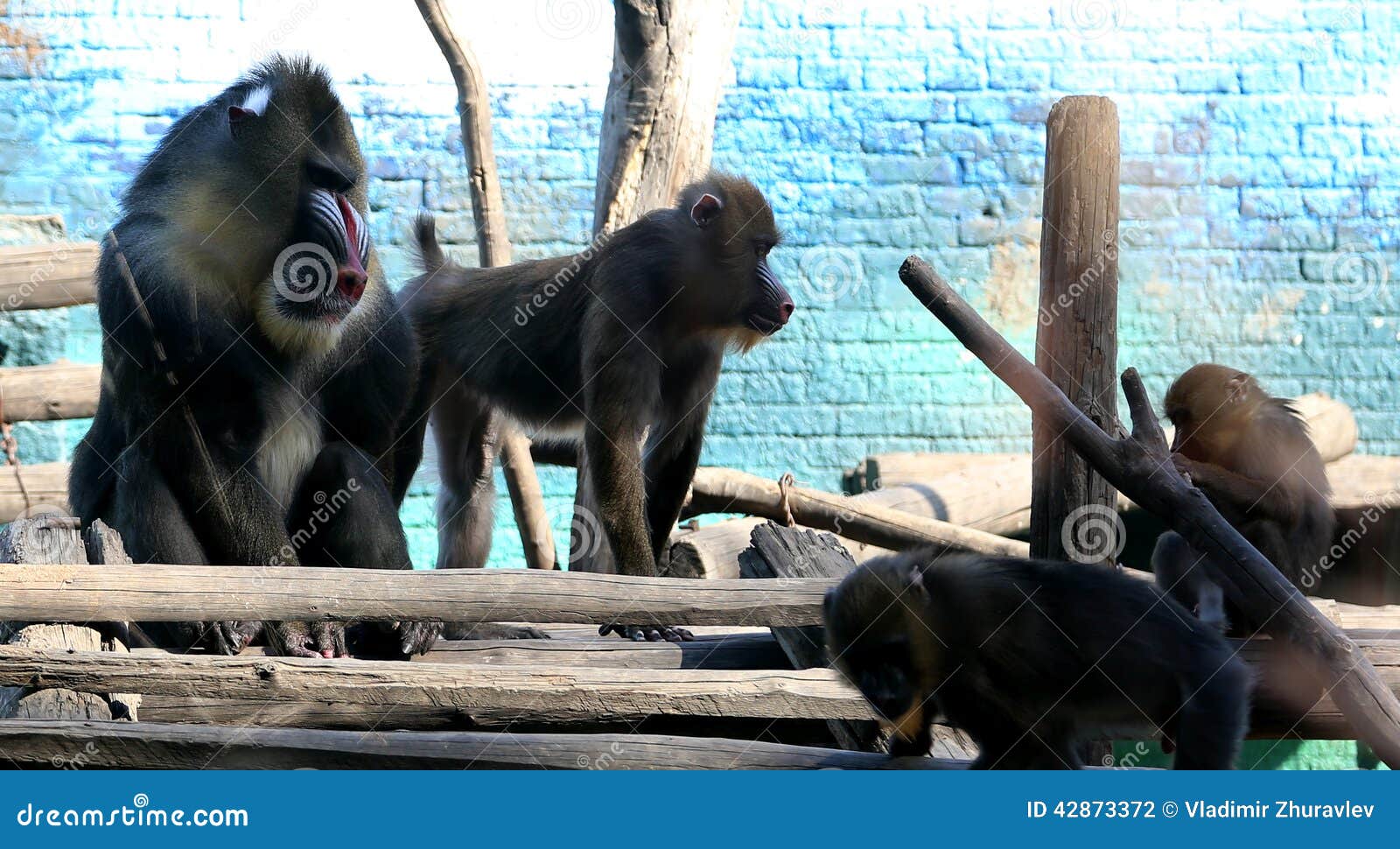 Mandryl (Mandrillus Sfinks) Zdjęcie Stock - Obraz złożonej z ochrona ...