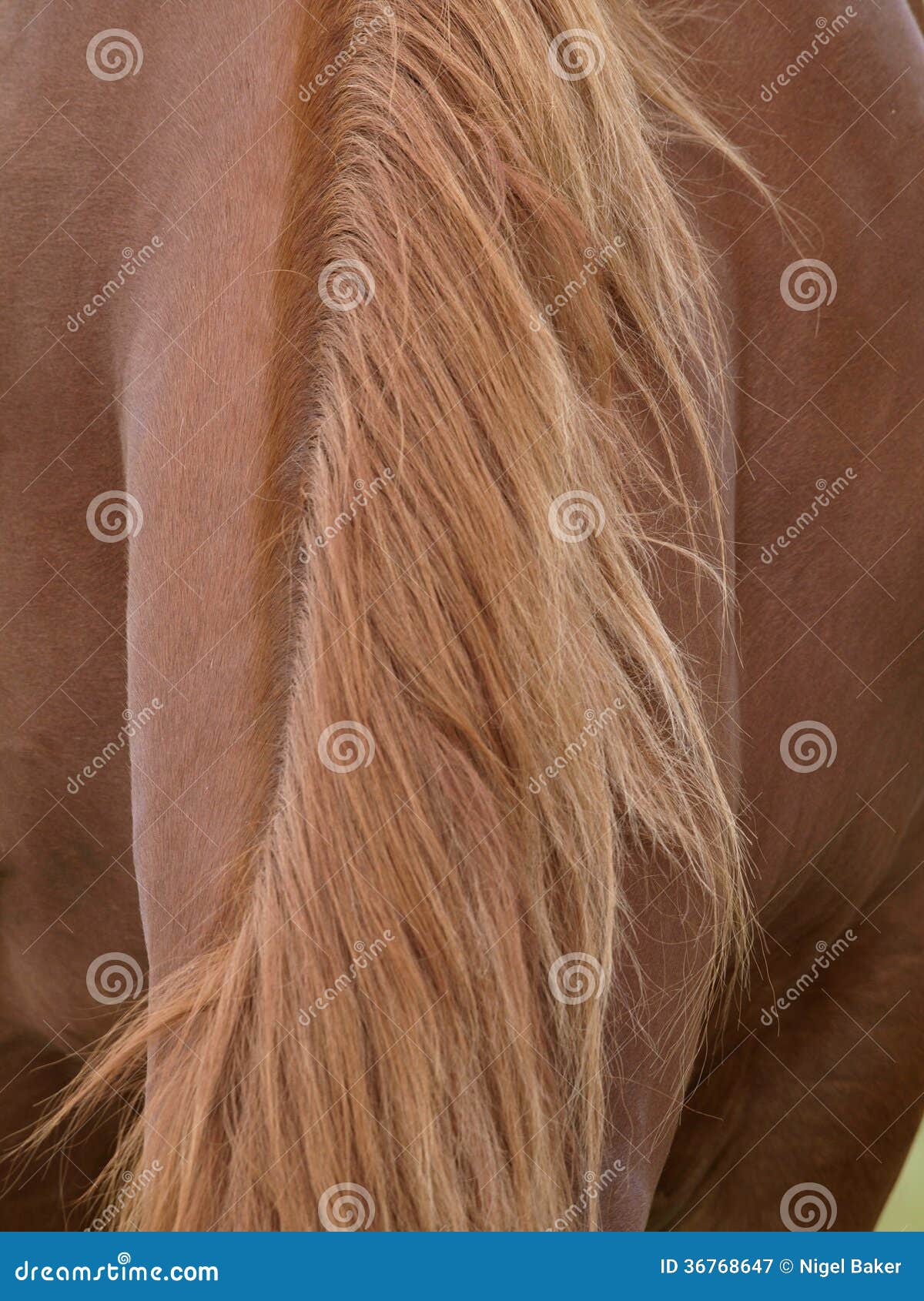 Mane Abstract stock image. Image of macro, mane, neck - 36768647