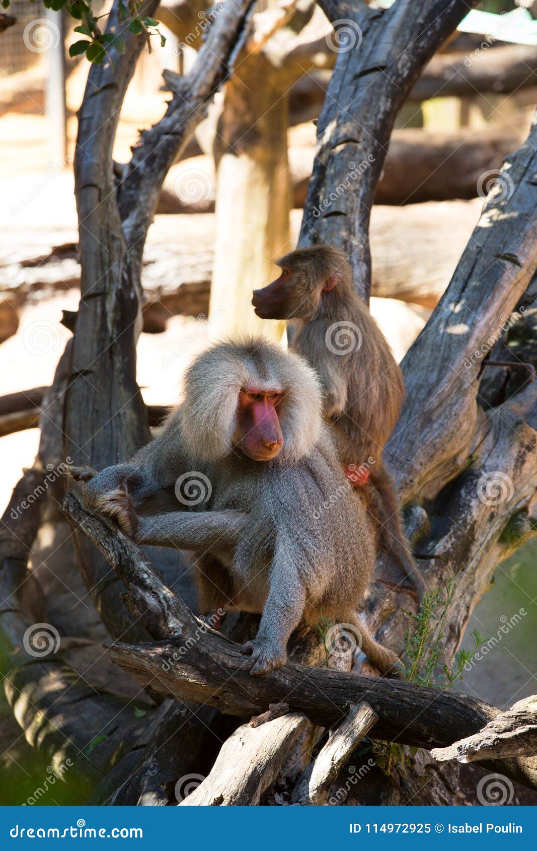 Male baboon on a tree stock image. Image of large, wildlife - 114972925