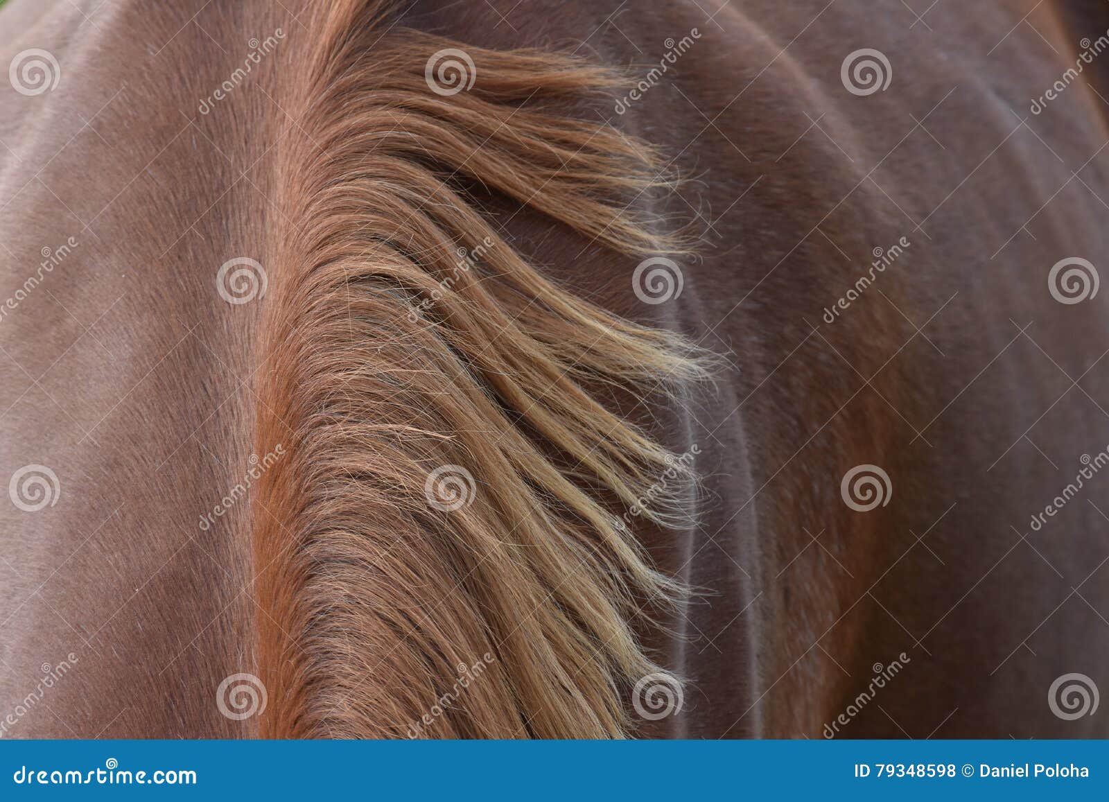 Mane on brown horse stock photo. Image of hair, close - 79348598