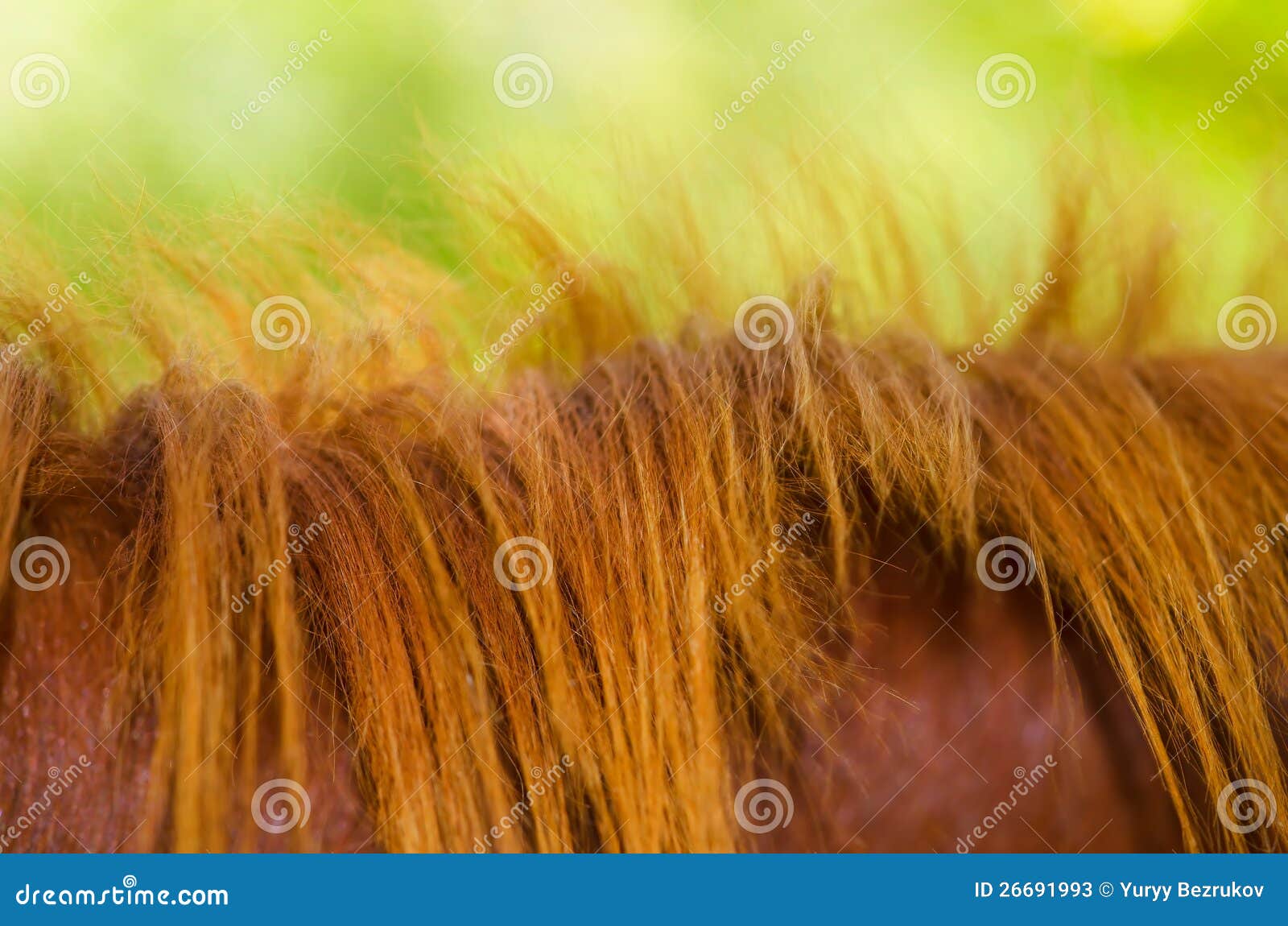 Mane of a horse stock image. Image of movement, purebred - 26691993