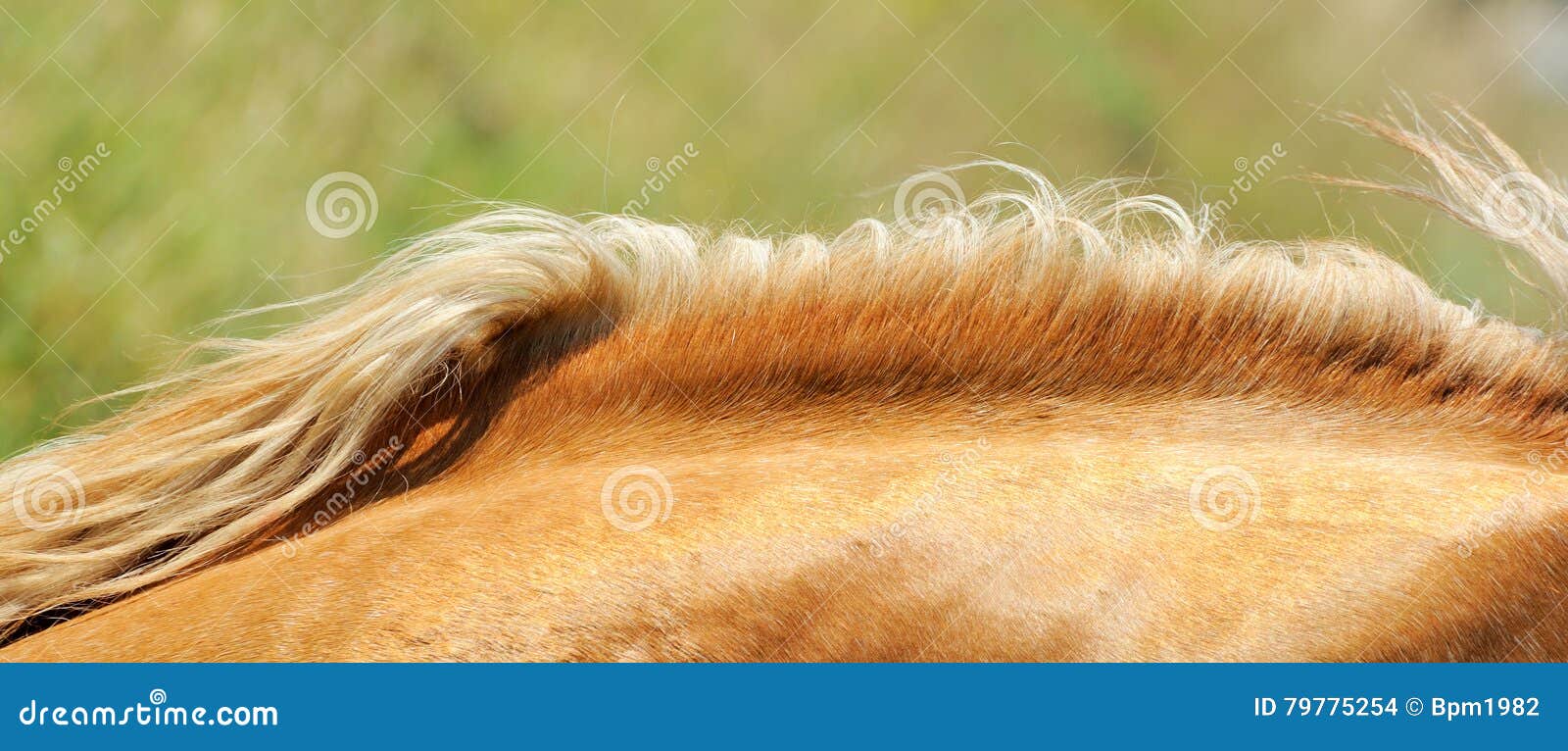 Mane of the horse stock photo. Image of wild, riding - 79775254
