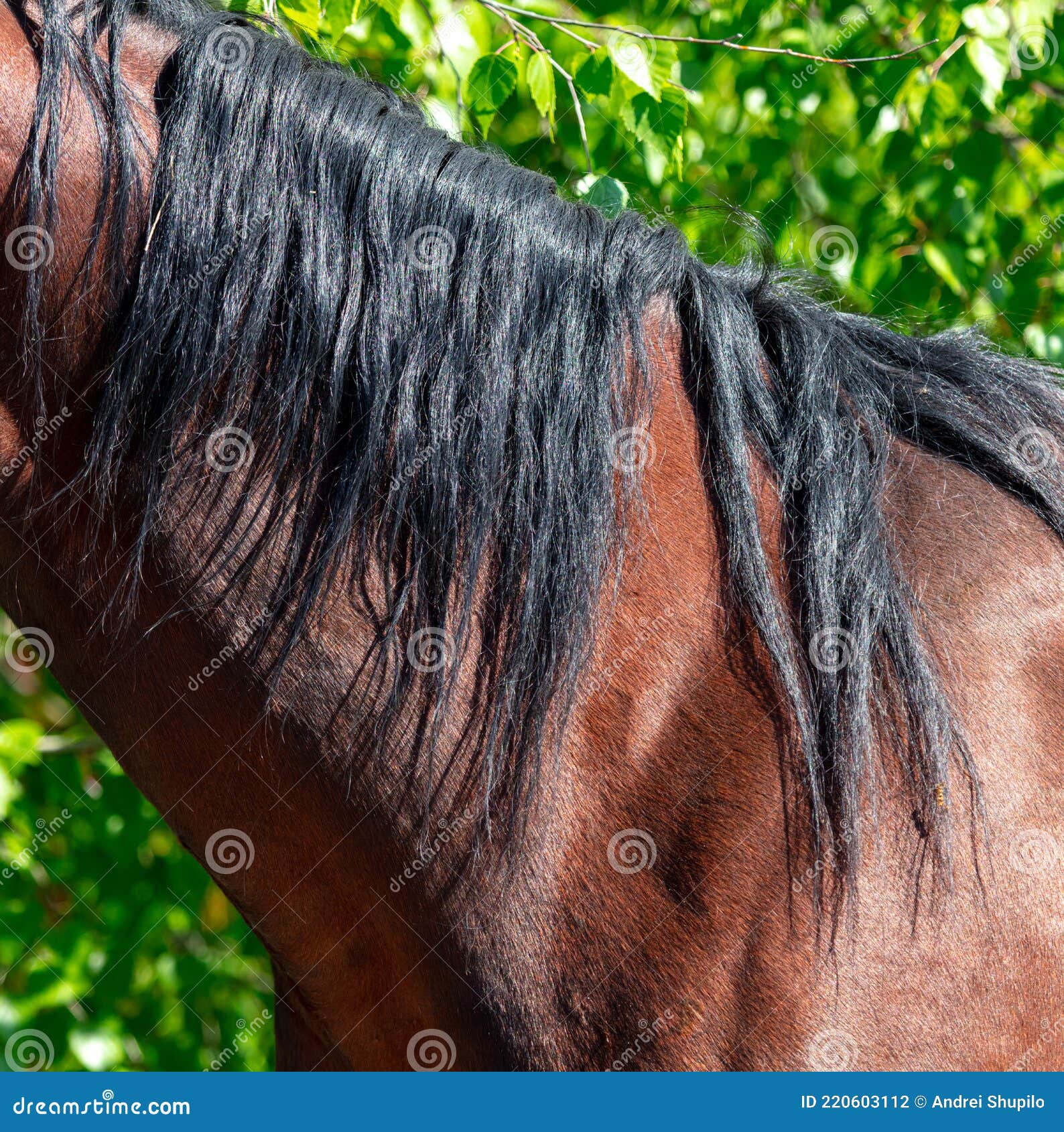 The Mane on the Horse S Neck Stock Photo - Image of mammal, nature ...