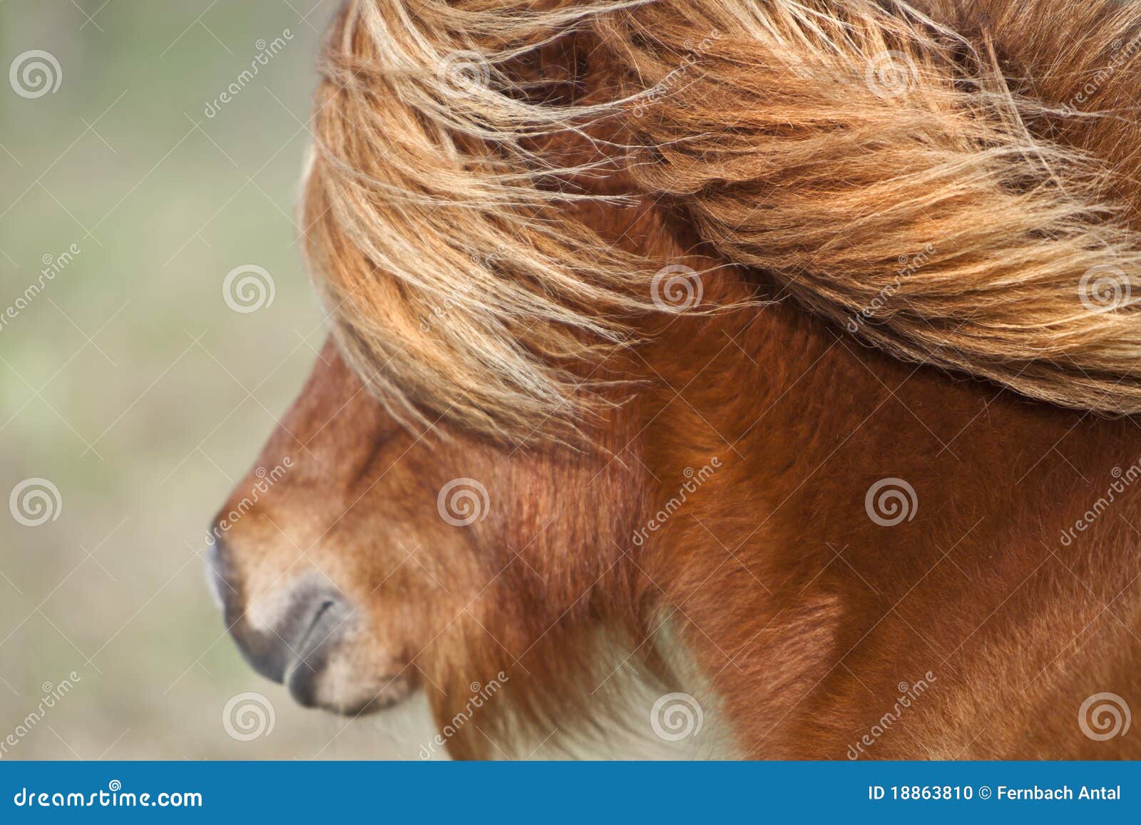 Mane and jowl stock photo. Image of shape, horse, light - 18863810