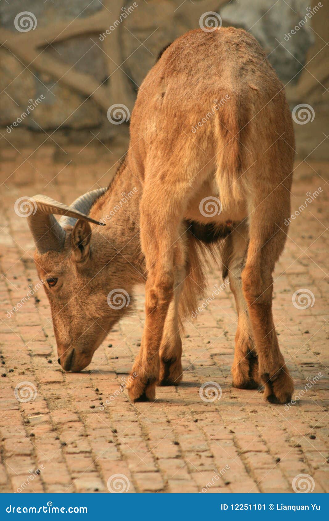 Mane sheep stock image. Image of beautiful, domestic - 12251101