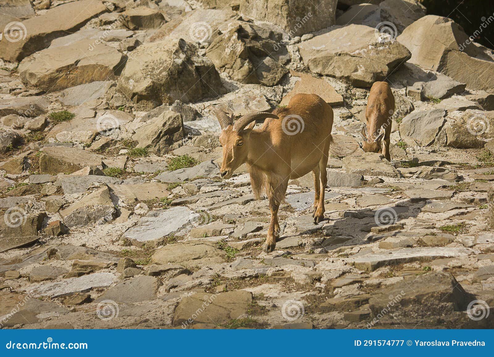 Mane sheep stock image. Image of herbivore, enclosure - 291574777