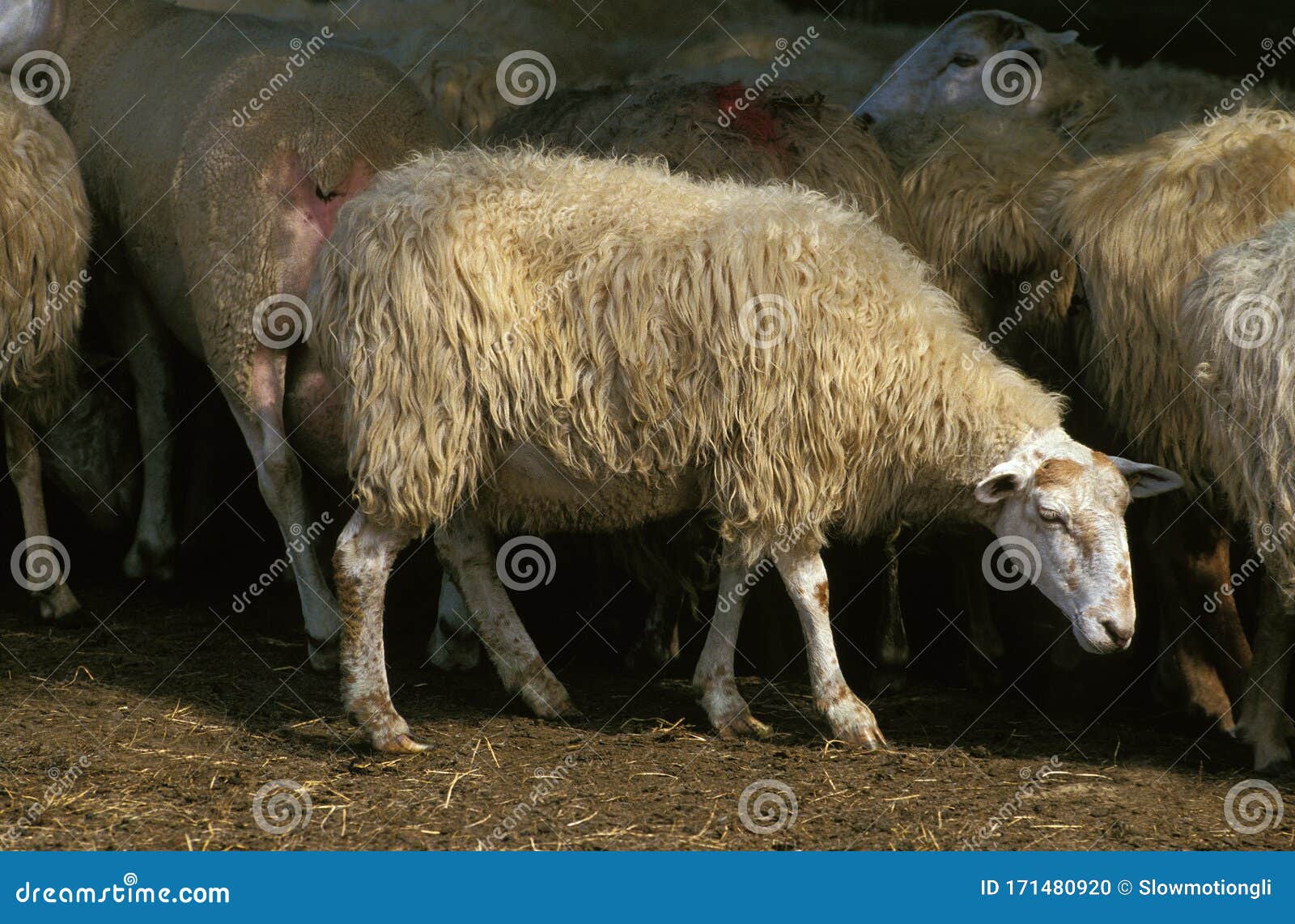 MANECH a TETE ROUSSE stock photo. Image of group, ruminant - 171480920