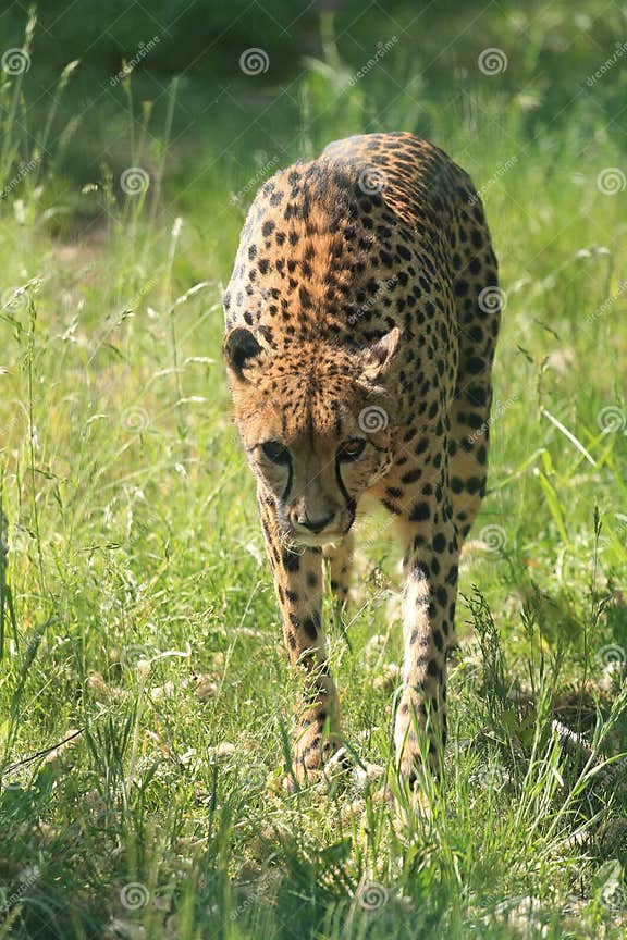 Maned cheetah in zoo stock image. Image of safari, grassland - 279934585