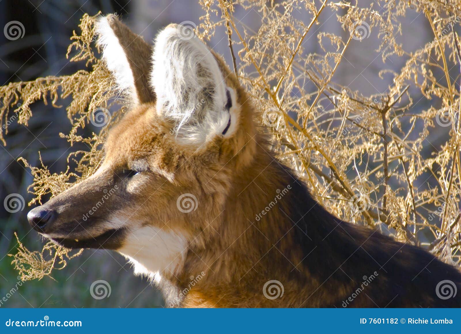 Maned fox stock photo. Image of argentina, maned, carnivore - 7601182