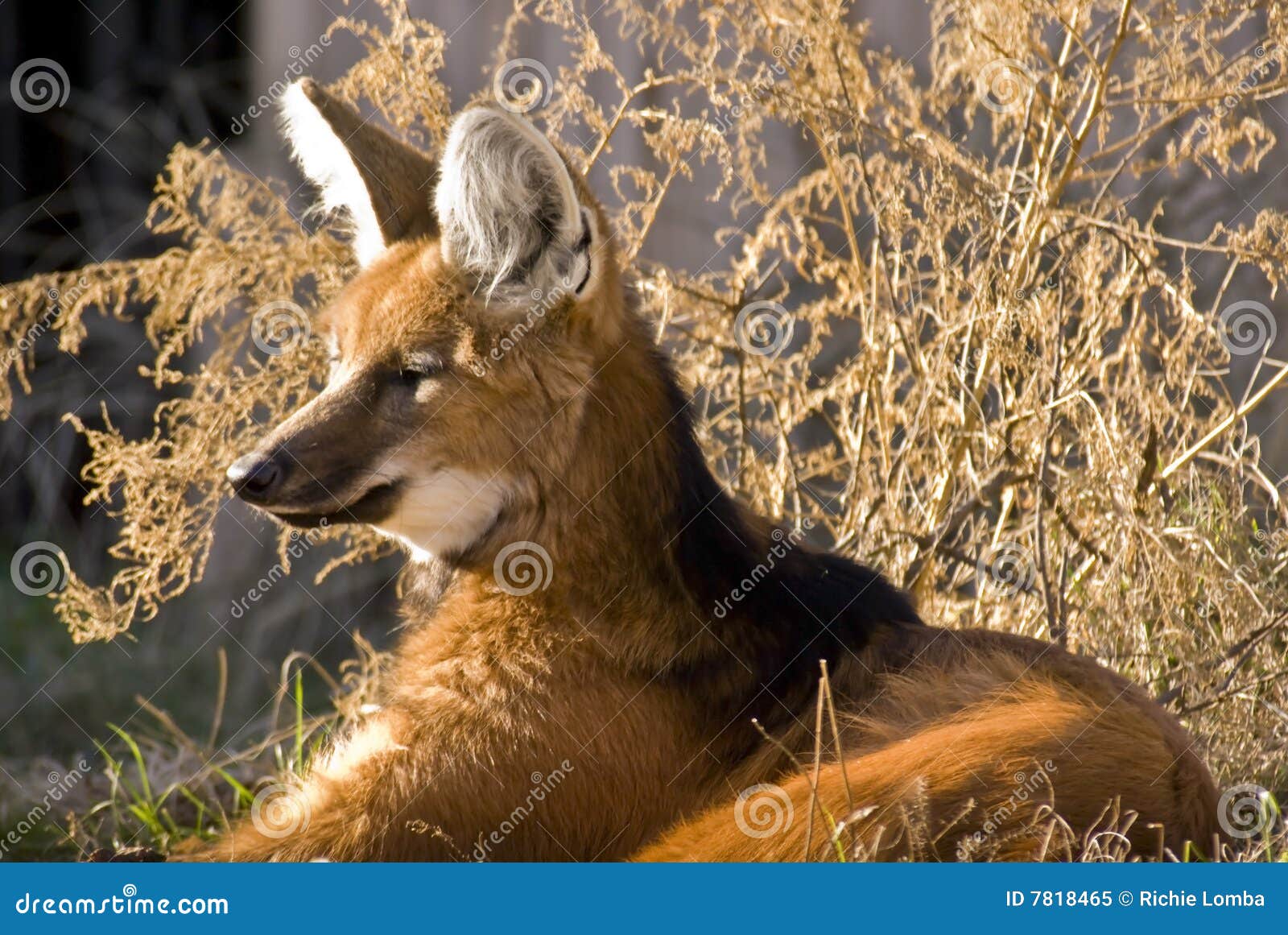 Maned fox stock image. Image of wildlife, threatened, mane - 7818465