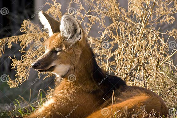Maned fox stock image. Image of wildlife, threatened, mane - 7818465
