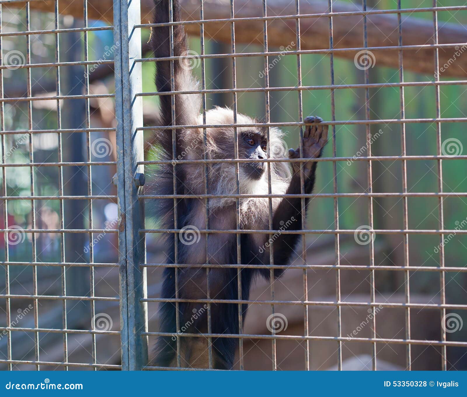 Maned monkey in a cage stock photo. Image of bartaffe - 53350328
