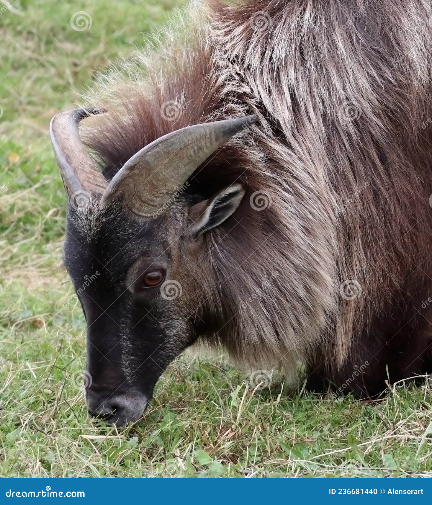 The maned ram stock photo. Image of mammal, maned, beautiful - 236681440