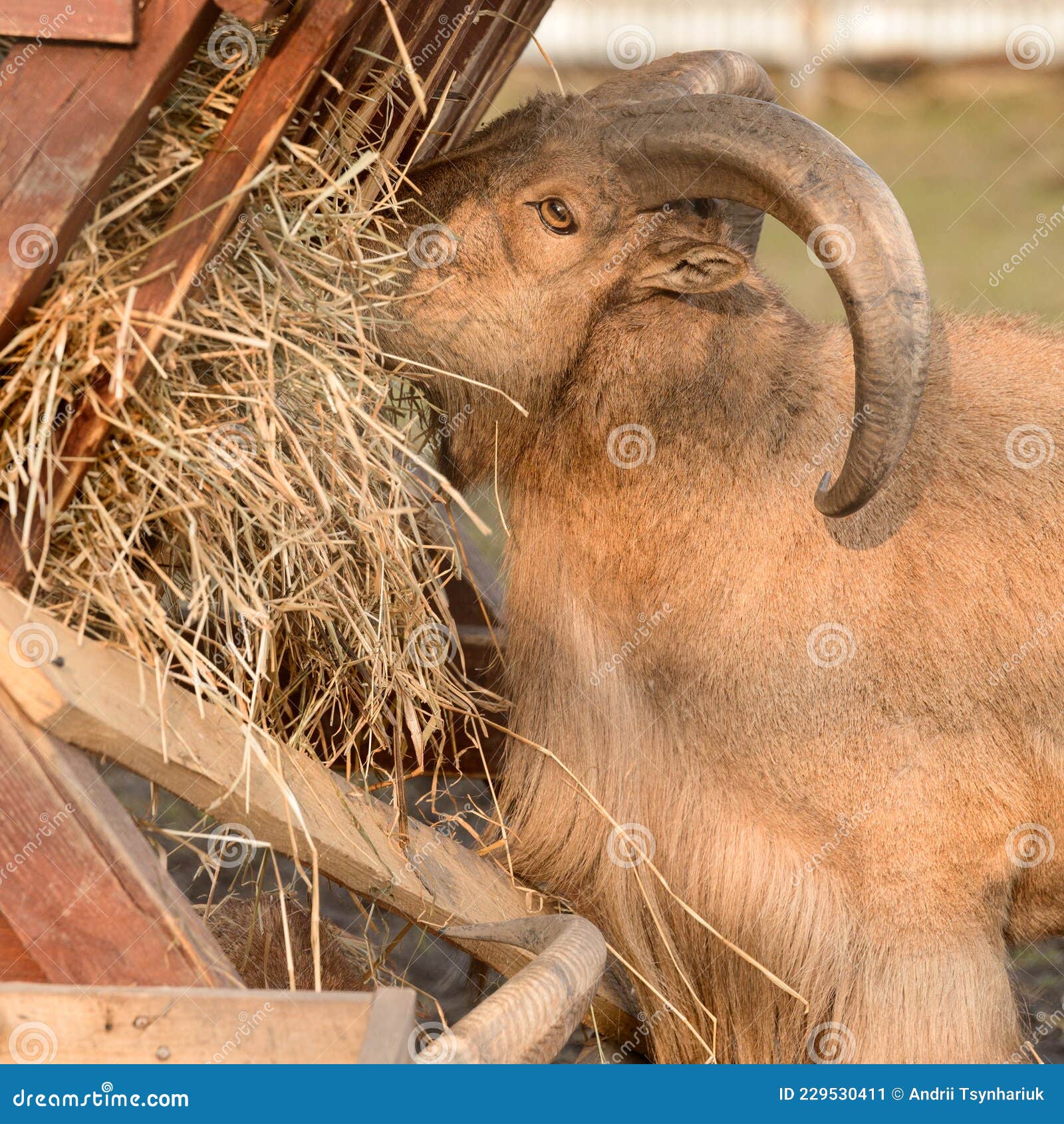 Maned Ram Eats Hay, an Animal in the Zoo. Stock Image - Image of goat ...