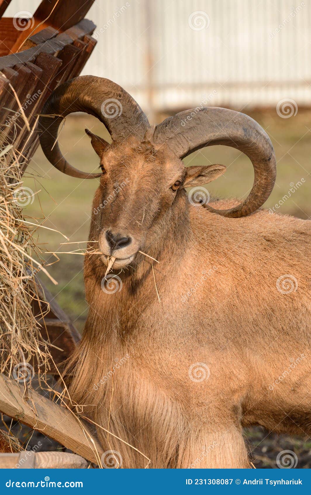 Maned Ram Eats Hay, an Animal in the Zoo. Stock Image - Image of mammal ...