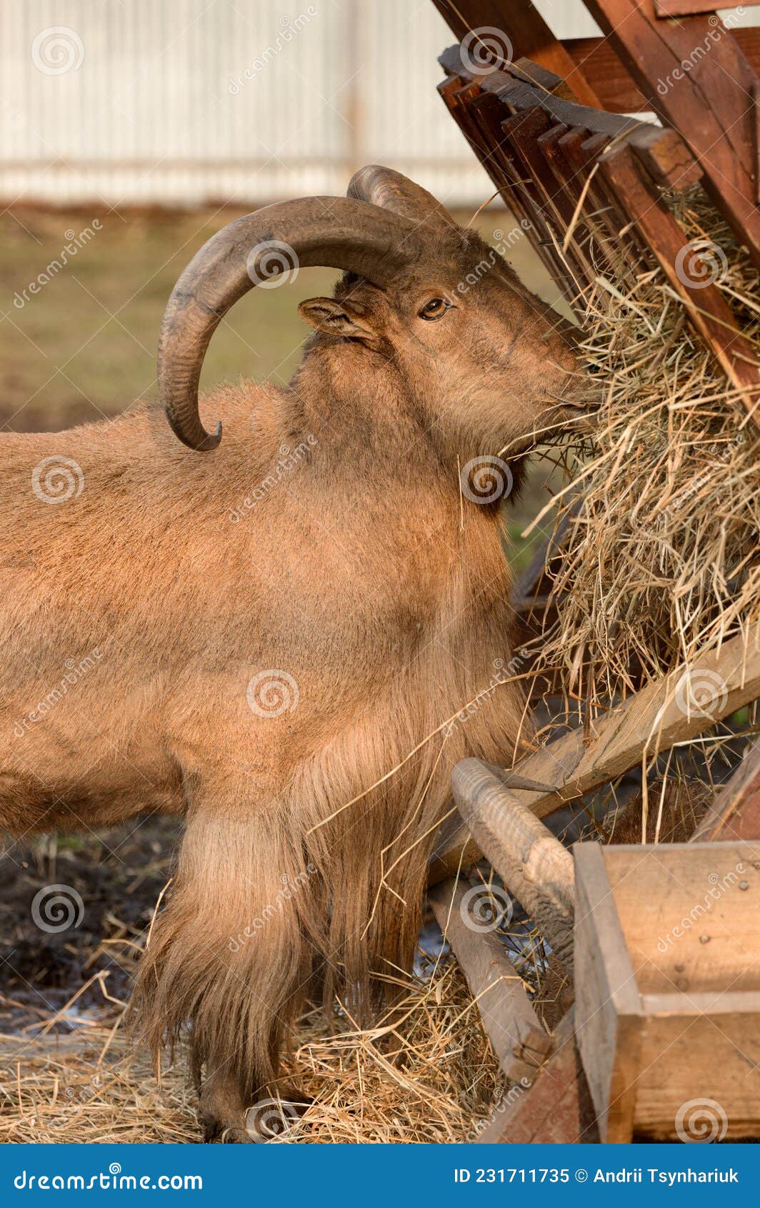 Maned Ram Eats Hay, an Animal in the Zoo. Stock Image - Image of wool ...
