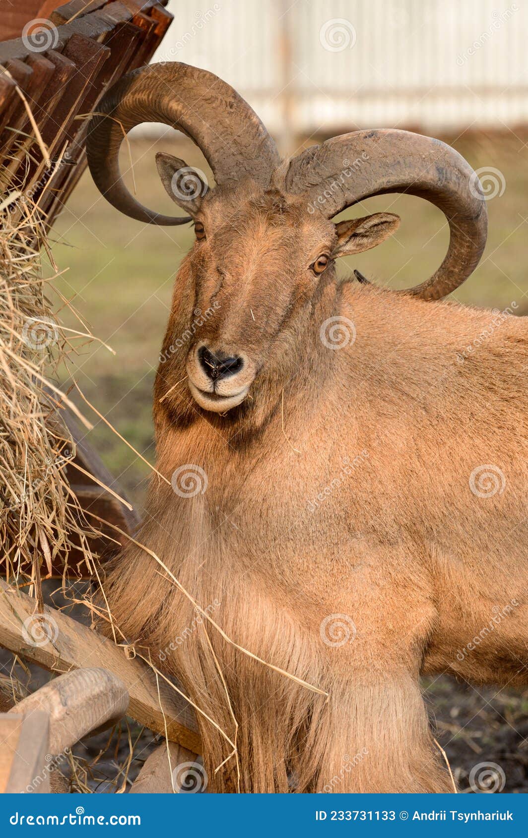 Maned Ram Eats Hay, an Animal in the Zoo. Stock Image - Image of sheep ...