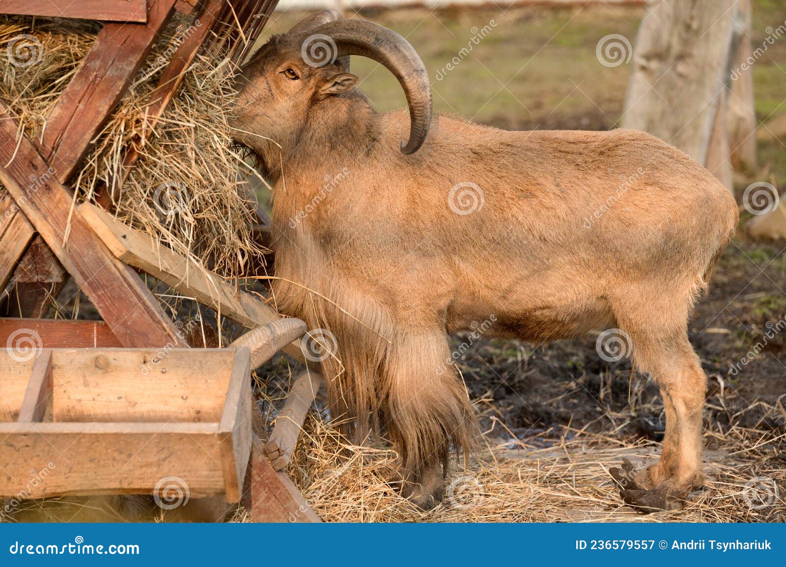 Maned Ram Eats Hay, an Animal in the Zoo. Stock Image - Image of animal ...