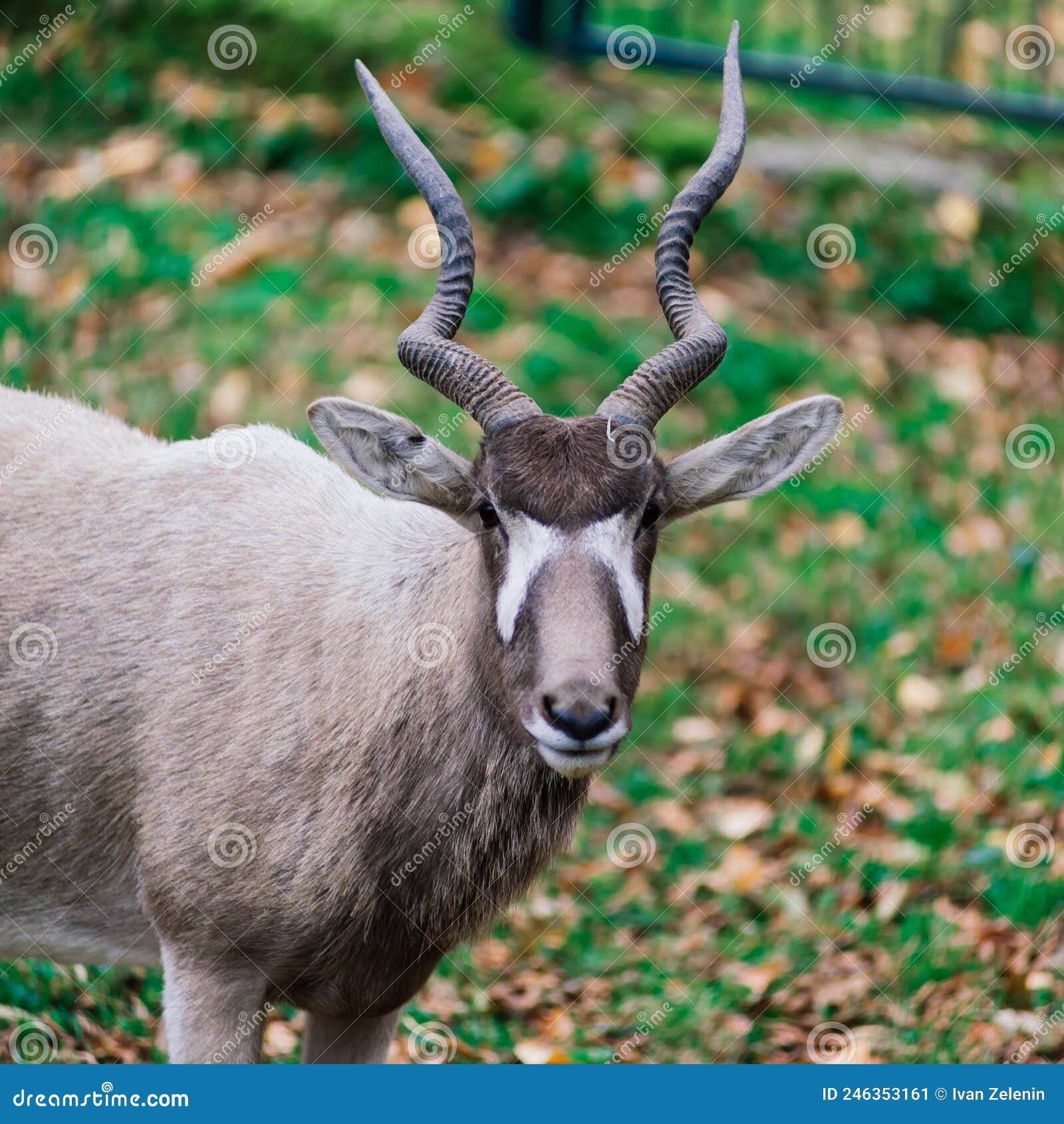 The Maned Ram Eats Hay, Animal in the Zoo, Large Rounded Horns of a Ram ...