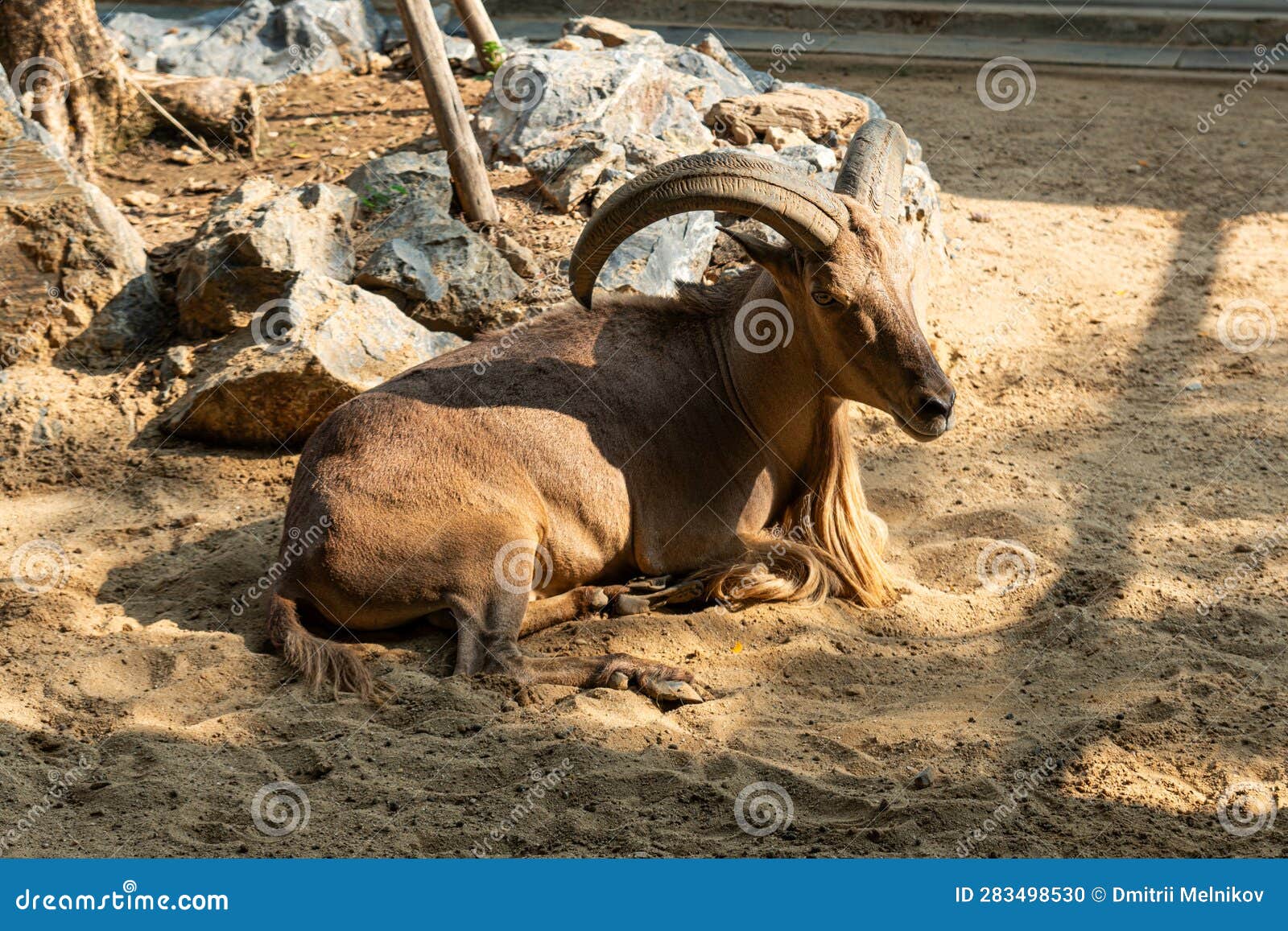 Maned Ram Eats Hay, the Animal in the Zoo, the Large Rounded Horns of ...
