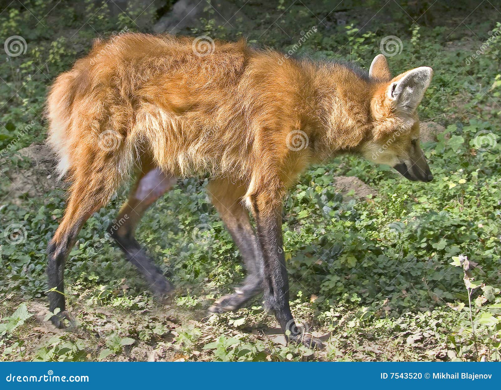 Maned wolf 1 stock photo. Image of maned, howl, forest - 7543520