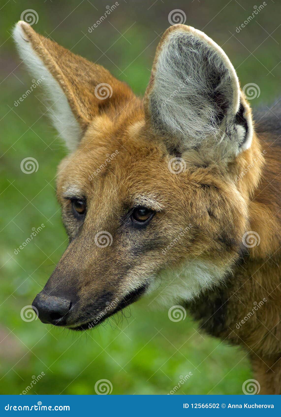 Maned wolf stock photo. Image of chrysocyon, animal, zoopark - 12566502