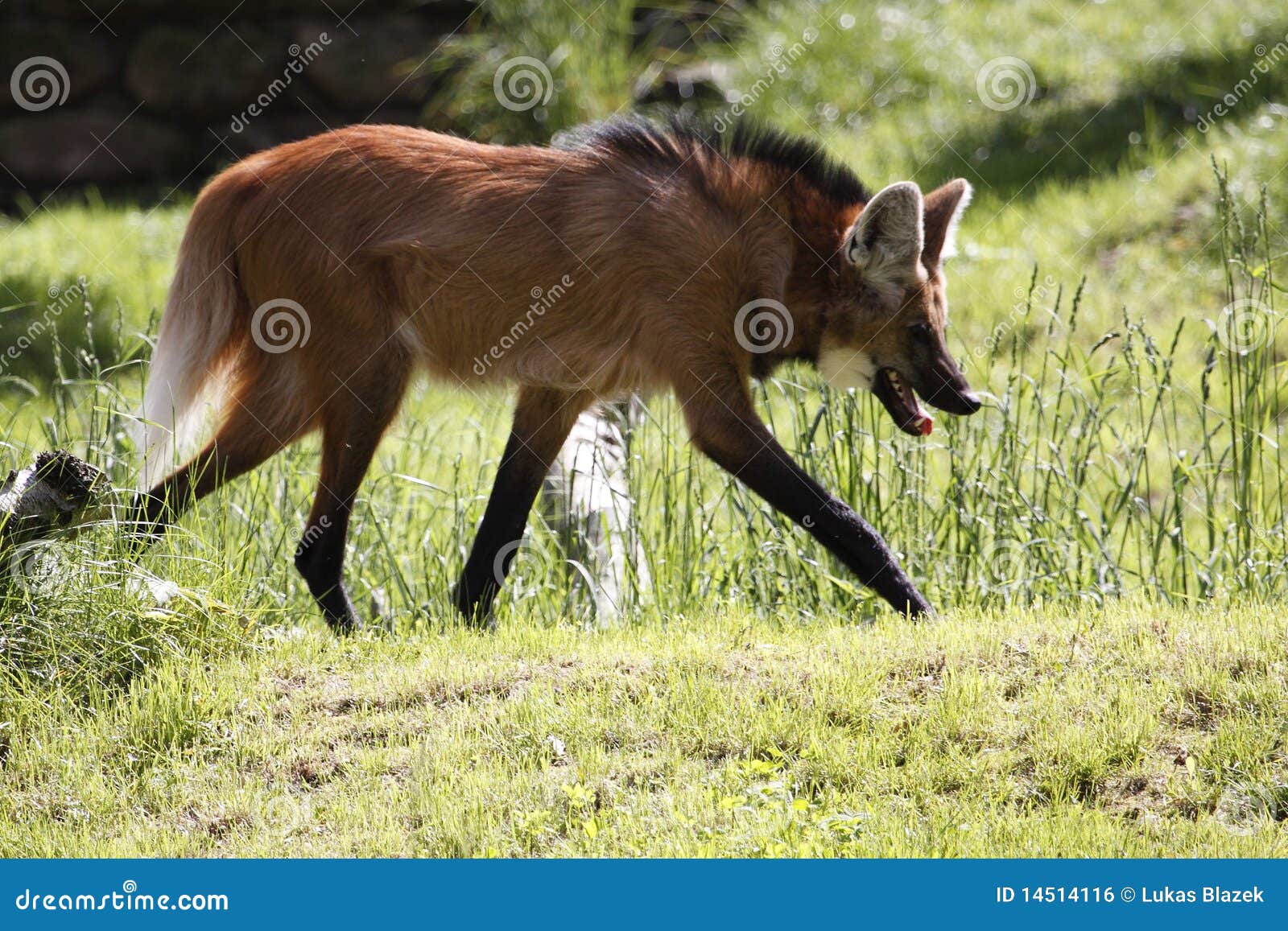 Maned wolf stock photo. Image of wolf, canid, wild, reddish - 14514116