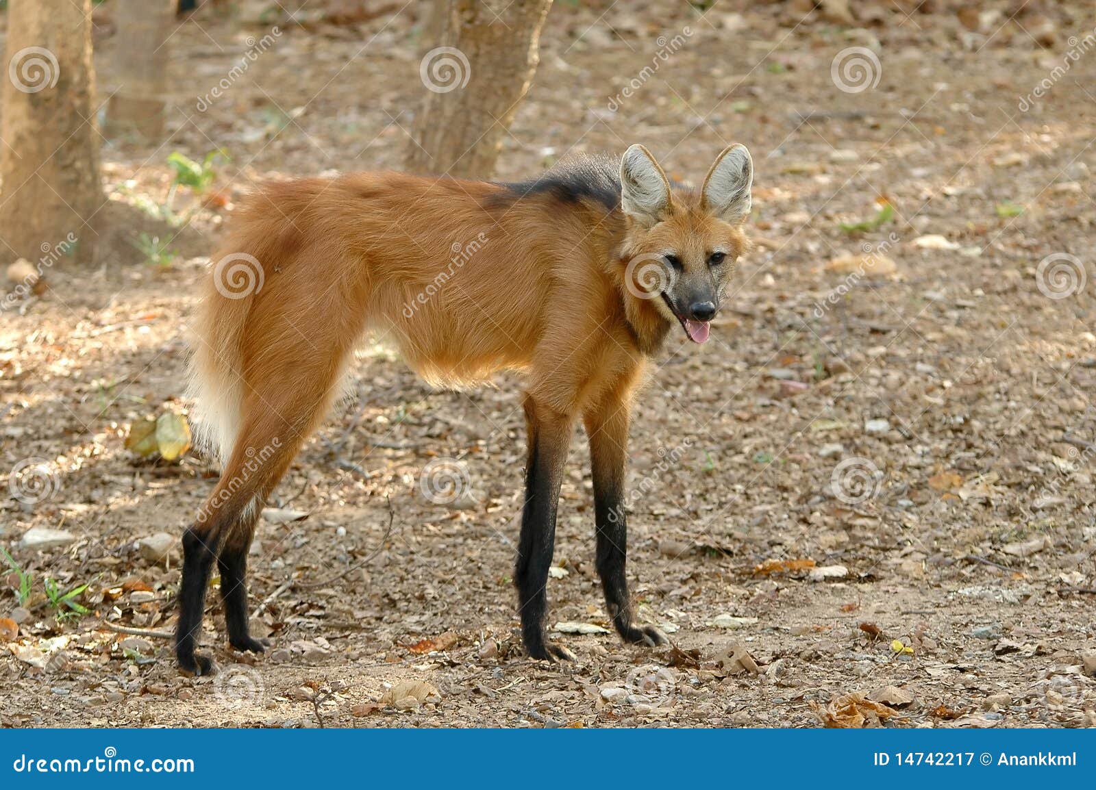 Maned Wolf, Chrysocyon Brachyurus, Has Long Legs Stock Photo ...