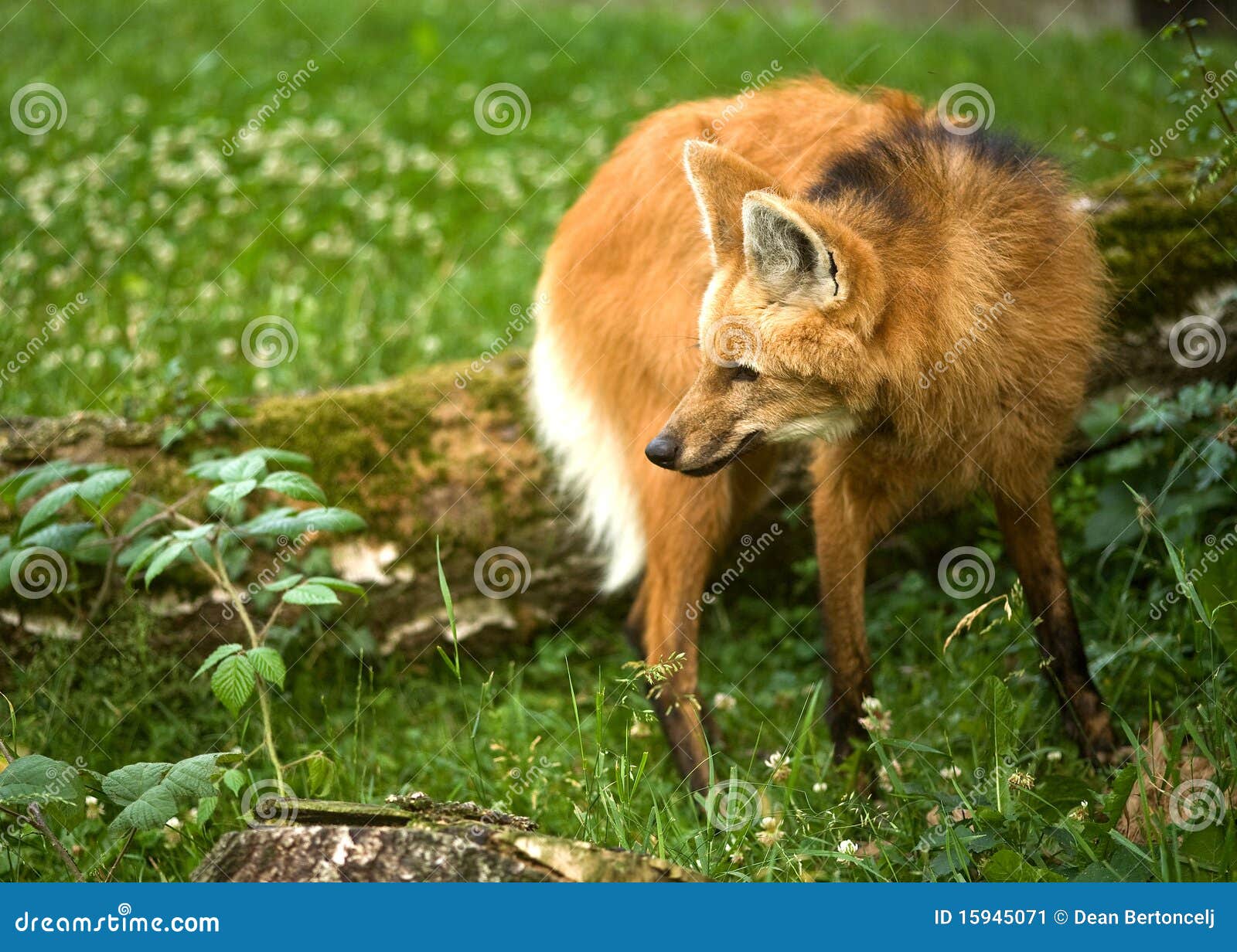 Maned wolf stock image. Image of green, mammal, cute - 15945071