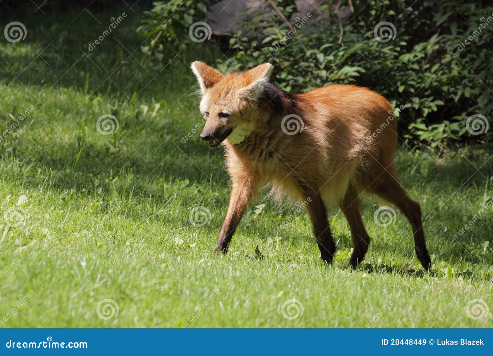 Maned Wolf, Chrysocyon Brachyurus, Mother With Cub Royalty-Free Stock ...
