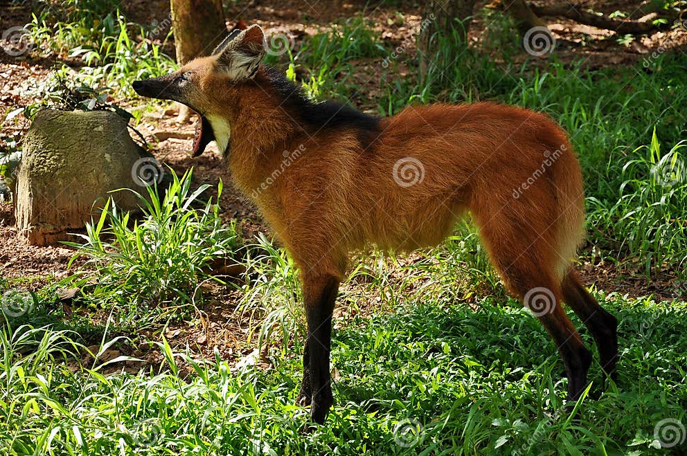 Maned wolf stock photo. Image of green, colorful, eating - 21986888