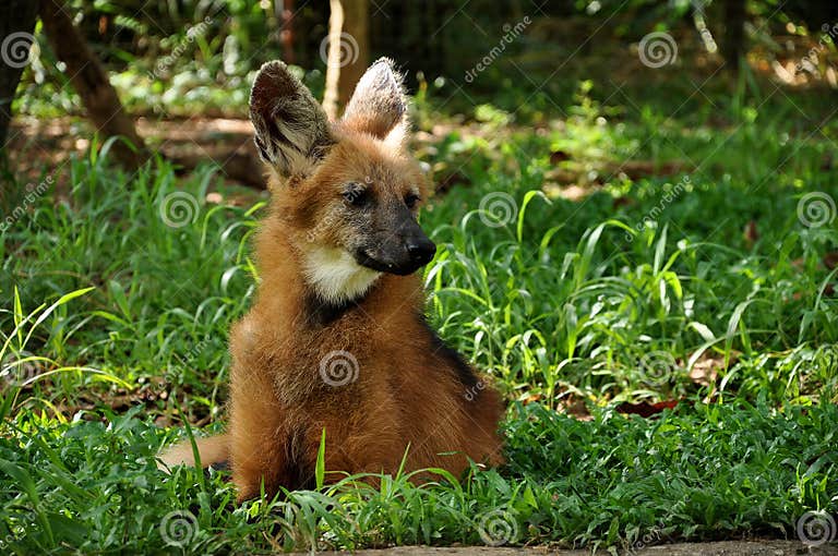 Maned wolf stock image. Image of eating, canidae, maned - 21986999