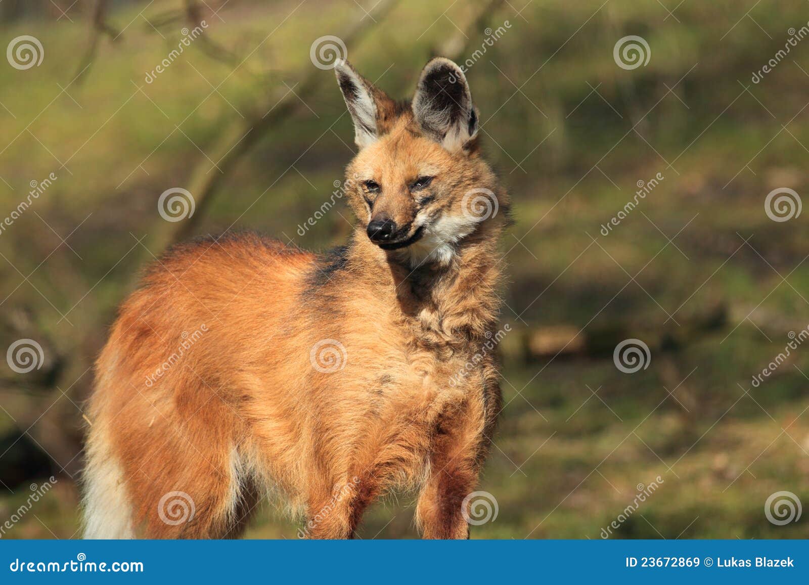 The Maned Wolf Stock Image | CartoonDealer.com #84508453
