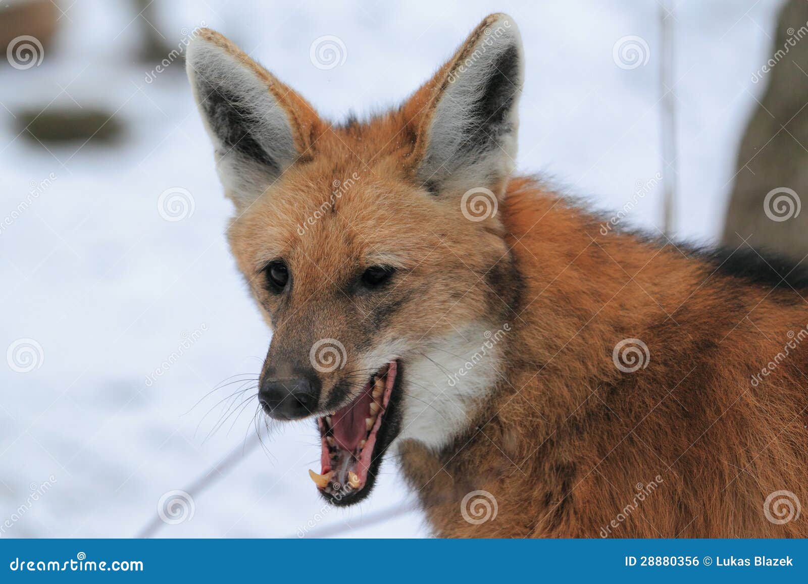 Maned wolf stock photo. Image of detail, mammal, animal - 28880356